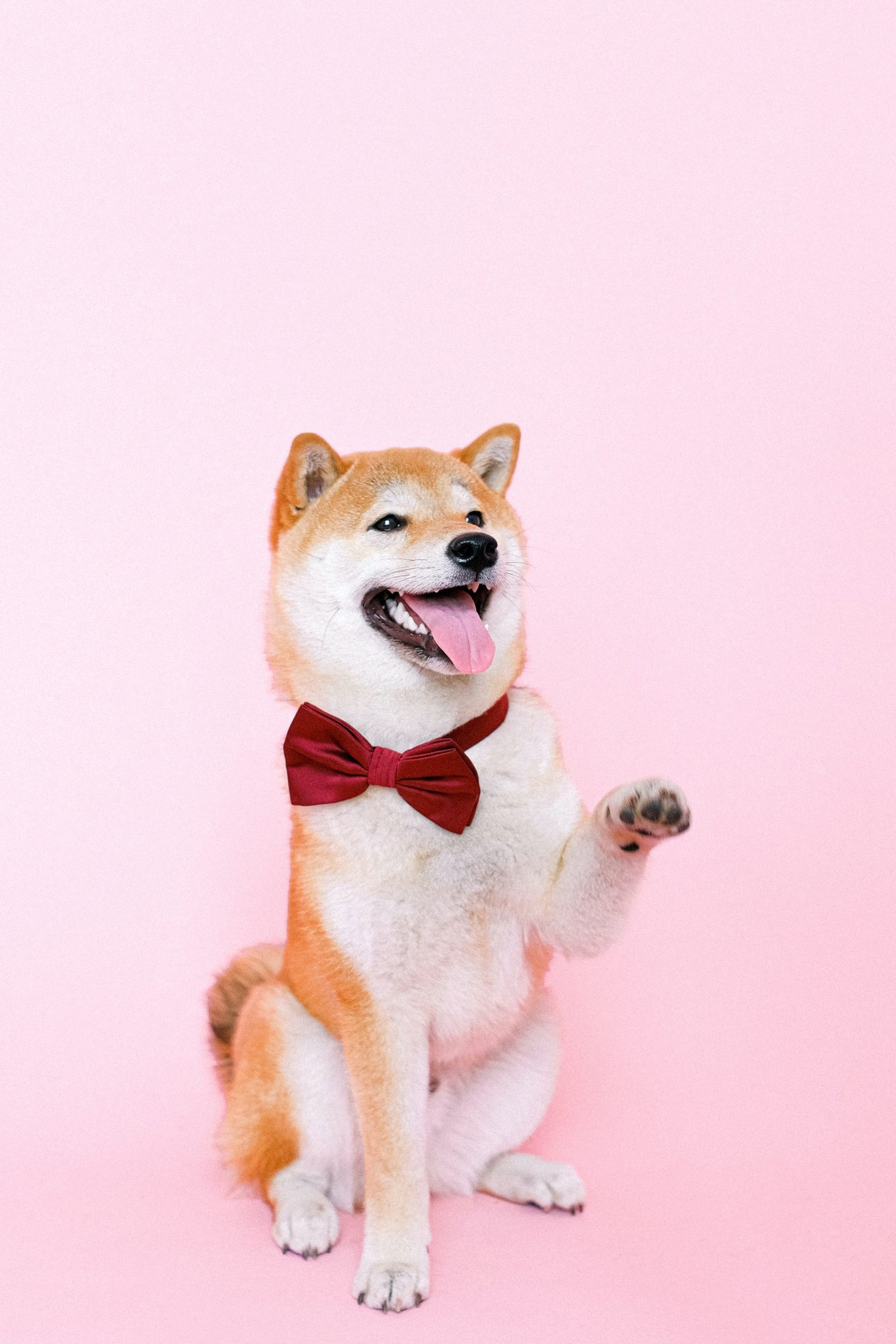To Greet Or Not To Greet | Life With A Dog