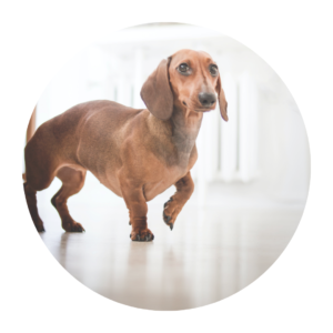 Calming Signals In Dogs (Appeasement Behaviours) | Life With A Dog