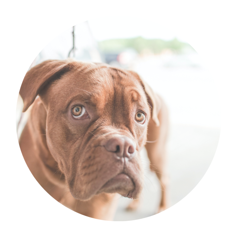 Calming Signals In Dogs (Appeasement Behaviours) | Life With A Dog