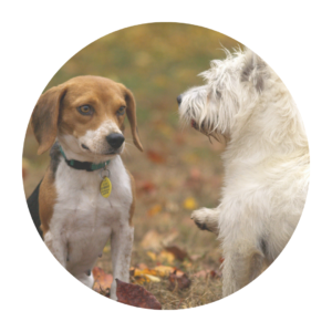 Calming Signals In Dogs (Appeasement Behaviours) | Life With A Dog