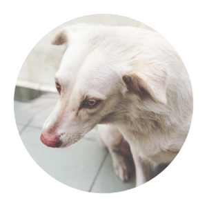 Calming Signals In Dogs (Appeasement Behaviours) | Life With A Dog