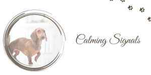 Calming Signals In Dogs (Appeasement Behaviours) | Life With A Dog