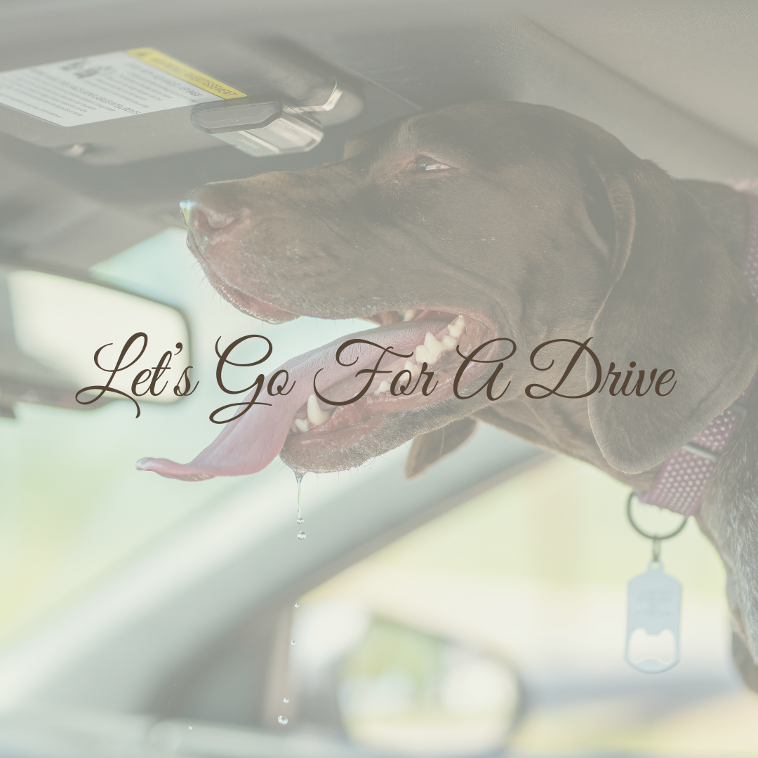Let's Go For A Drive! | Life With A Dog